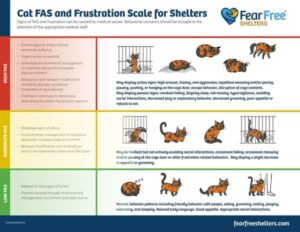Fear Free Shelter Program | Educational Resources